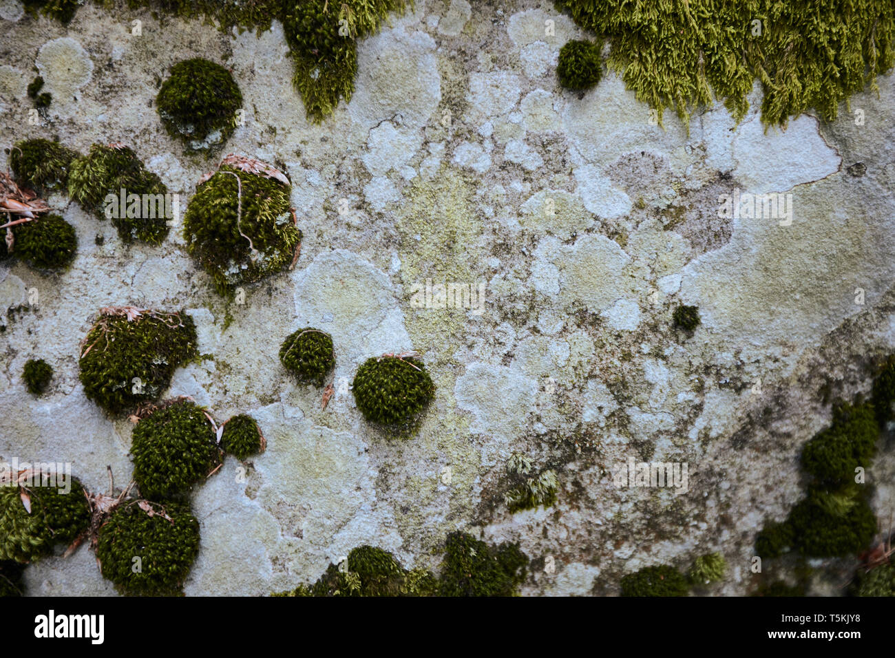 Various colors of lichen and moss on stone background Stock Photo - Alamy