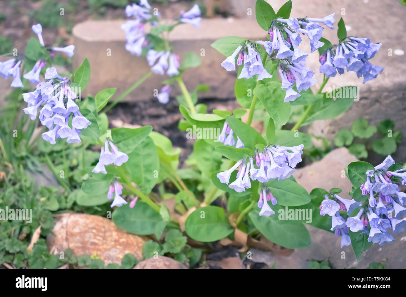 Bluebell Flowers in a Flower Bed Stock Photo - Alamy