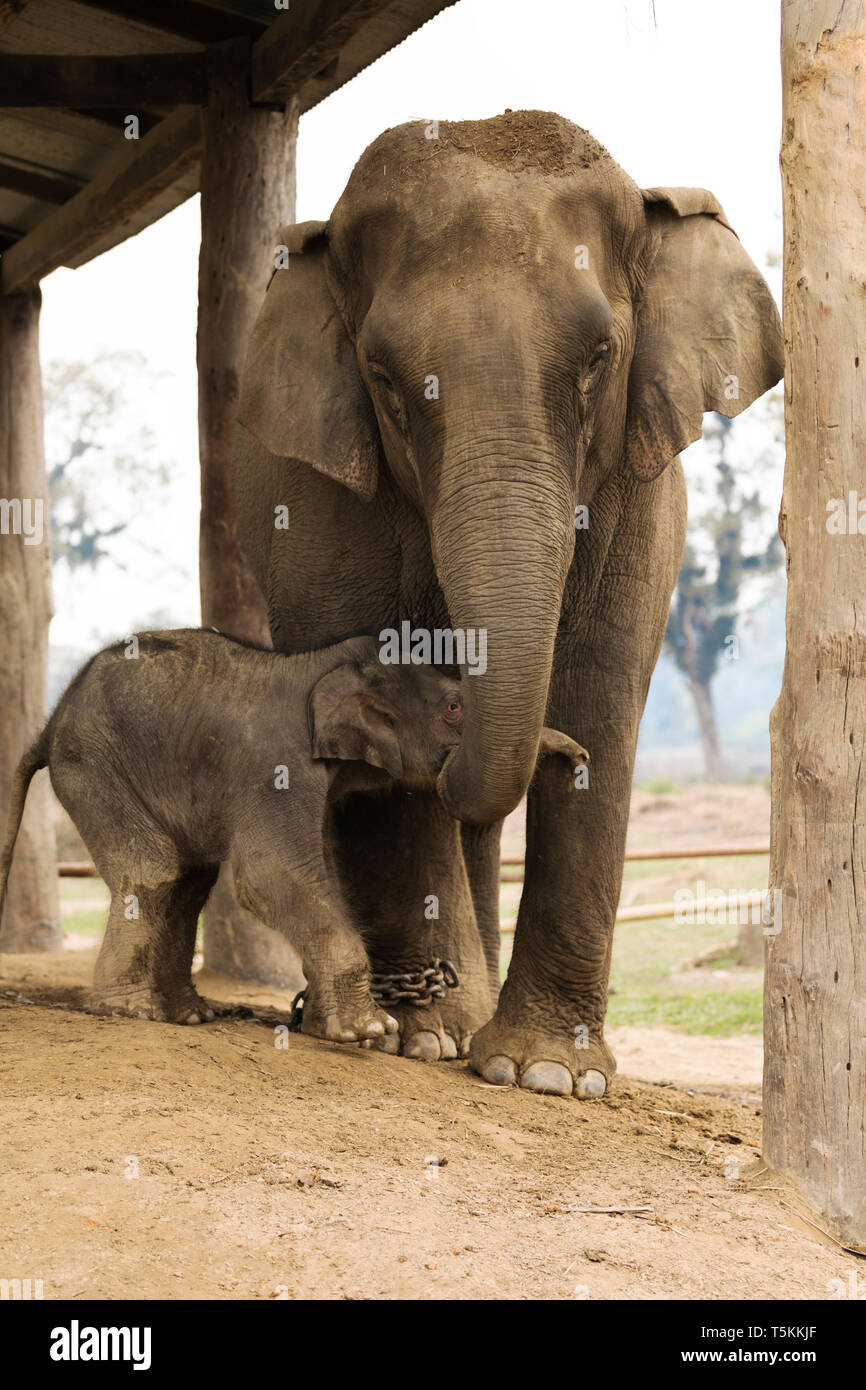 Mother elephant and Baby Elephant Chithwan elephant breeding center ...