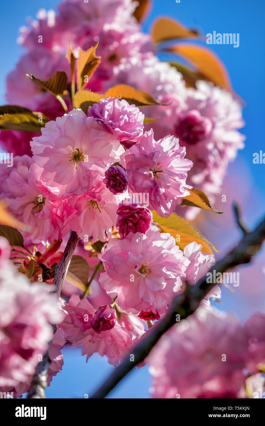 Sakura colour hi-res stock photography and images - Alamy