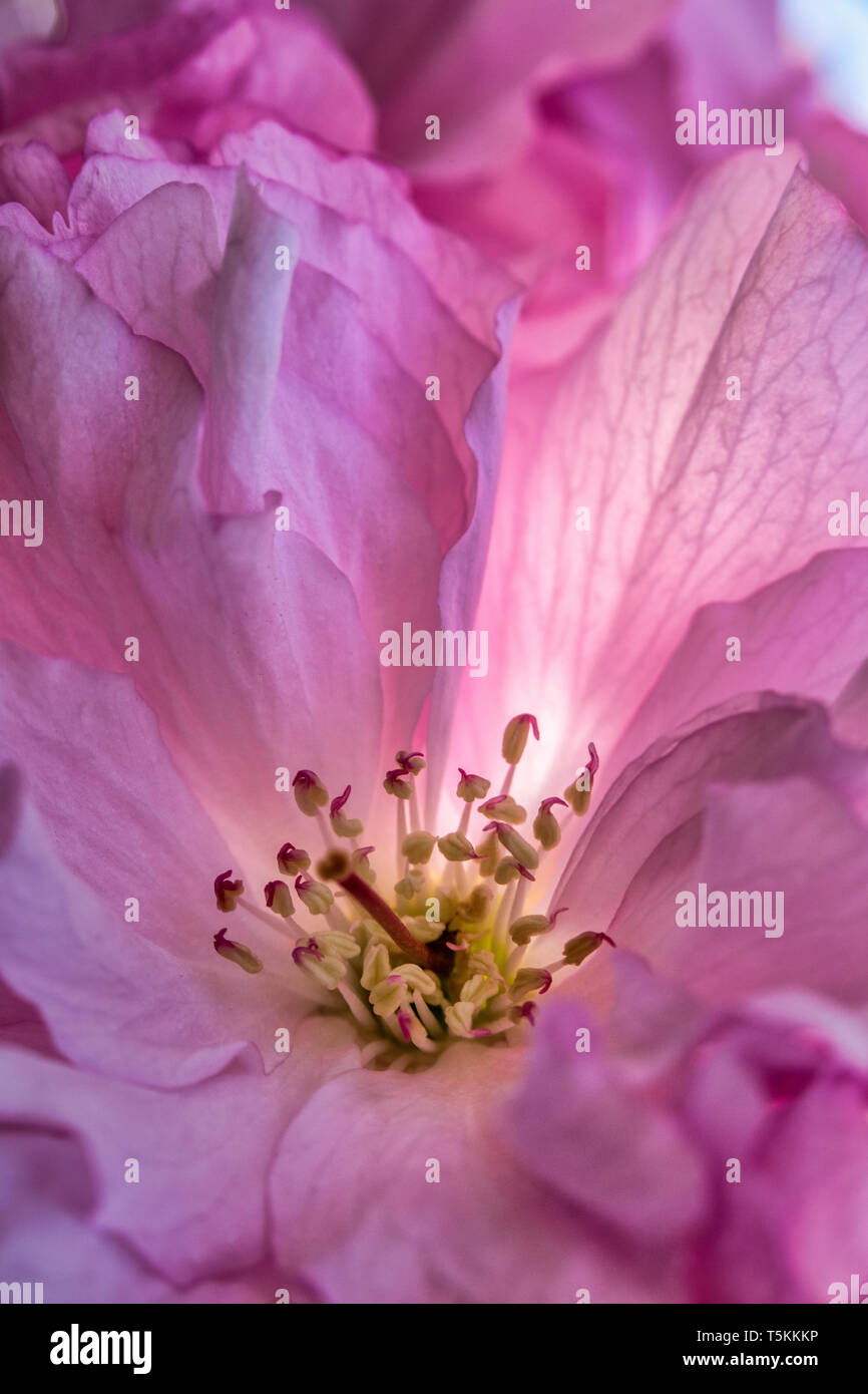 Sakura colour hi-res stock photography and images - Alamy