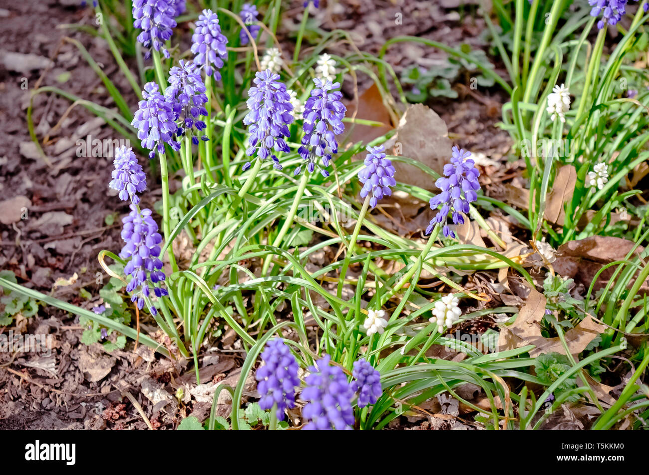 Purple Grape Hyacinth Flowers in Spring Stock Photo - Alamy