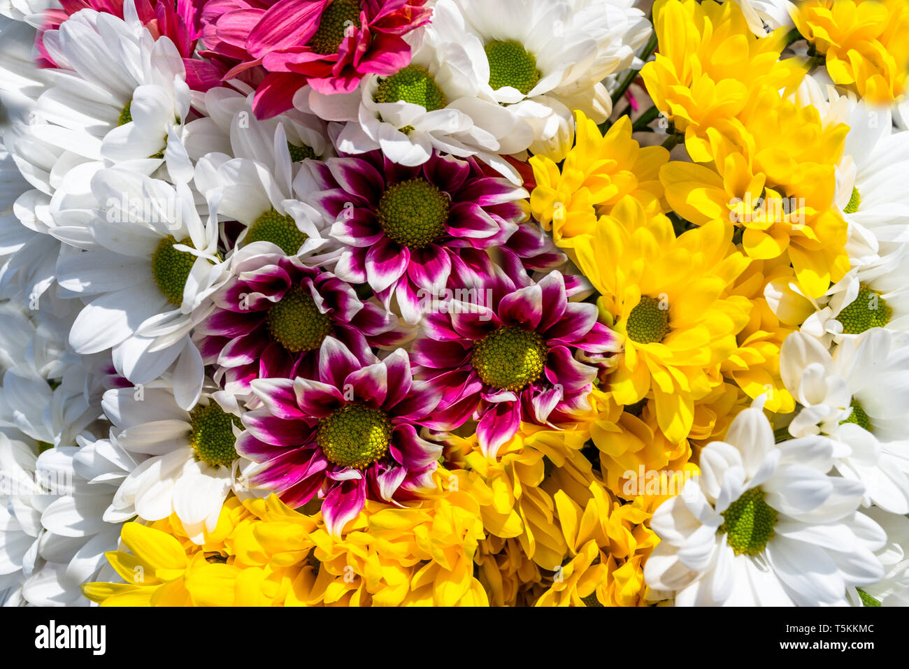 Margaret Flower High Resolution Stock Photography and Images - Alamy