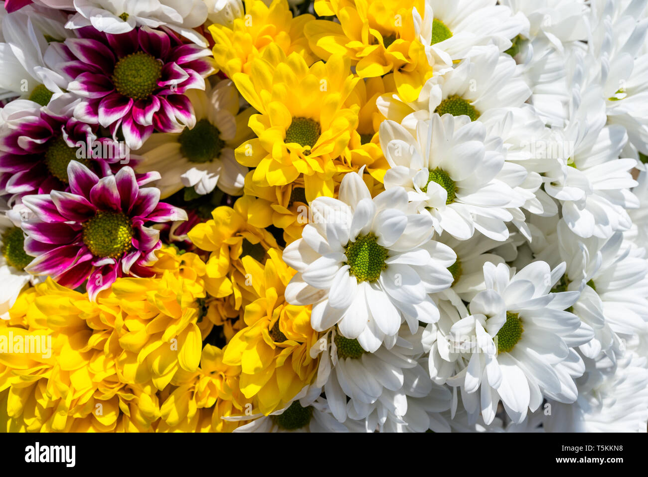 Margaret Flower High Resolution Stock Photography and Images - Alamy