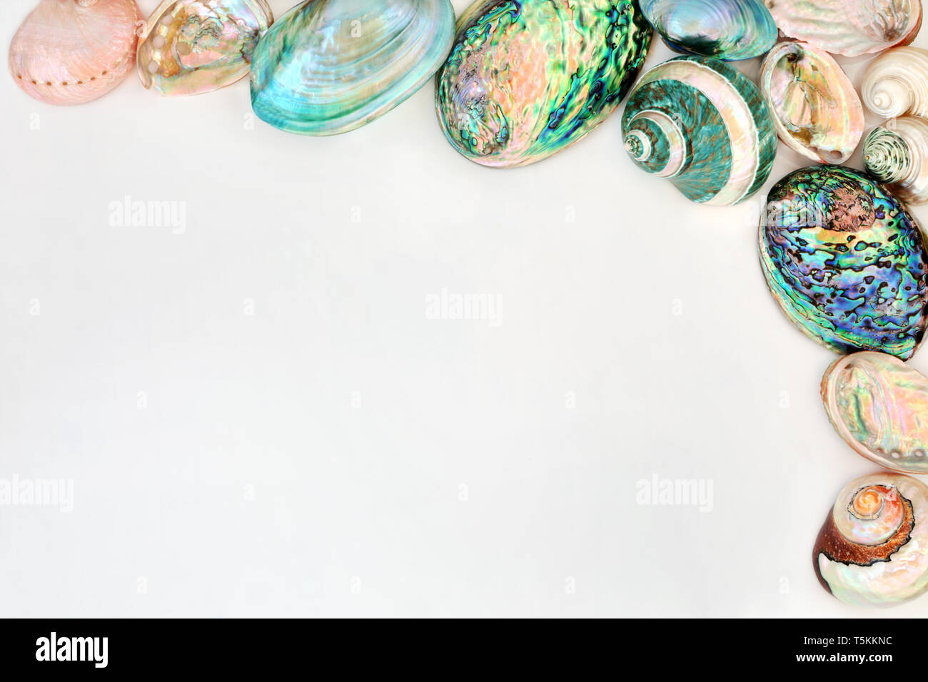 Seashell background border on parchment paper with mother of pearl ...