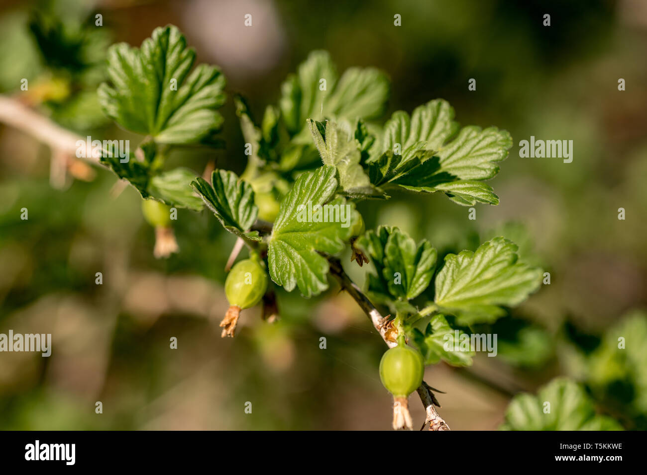 Gooseberry plant hi-res stock photography and images - Alamy