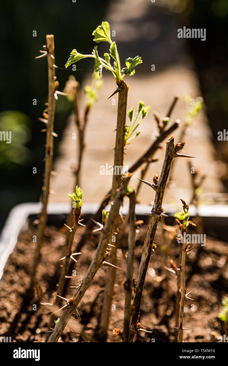 growing gooseberries from cuttings Stock Photo - Alamy
