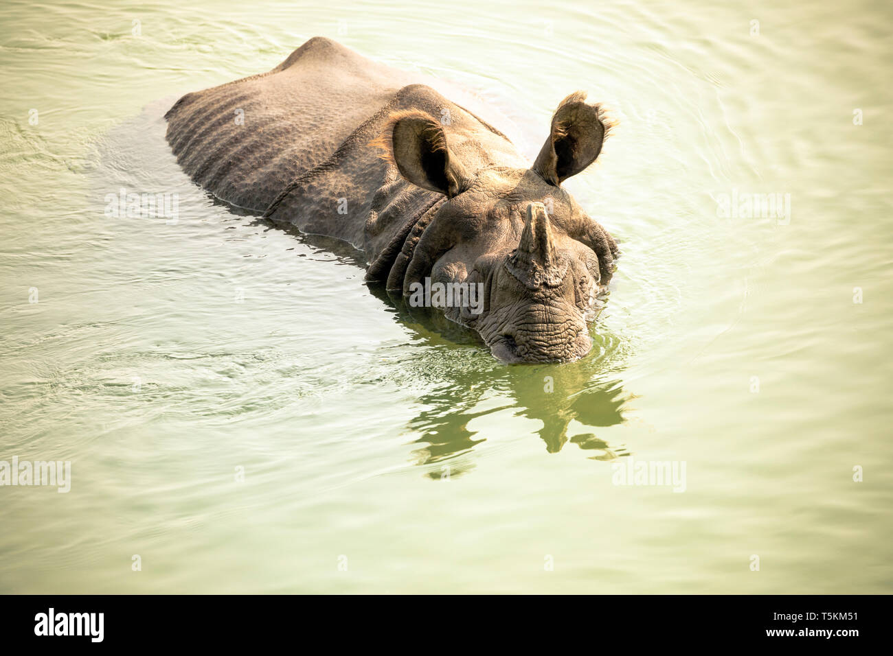 White rhino bathing in mud hi-res stock photography and images - Alamy