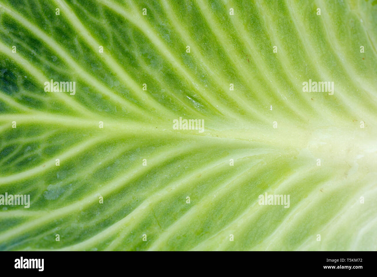 White cabbage / Dutch cabbage (Brassica oleracea convar. capitata var ...