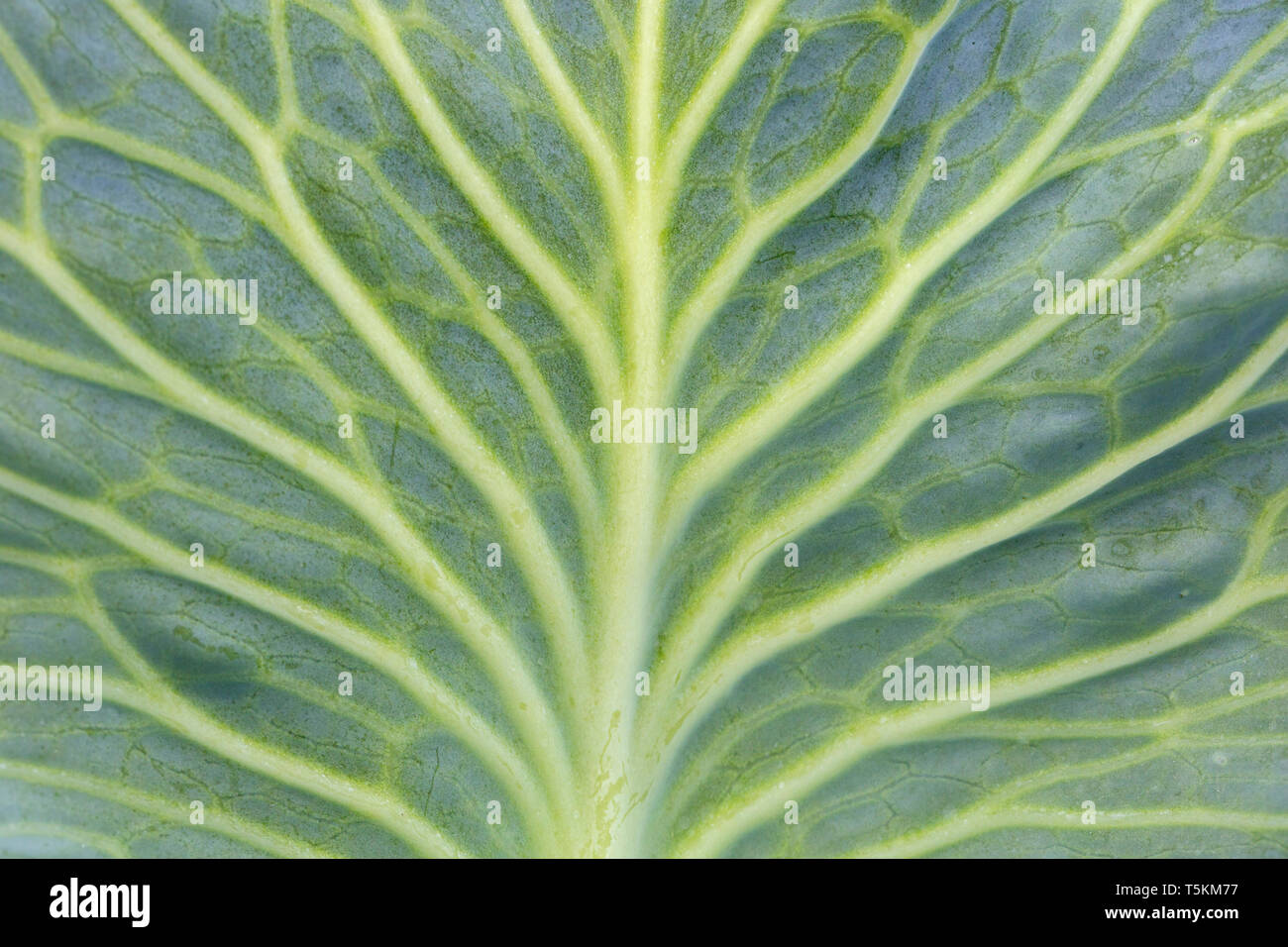 Cabbage leaf veins hi-res stock photography and images - Alamy