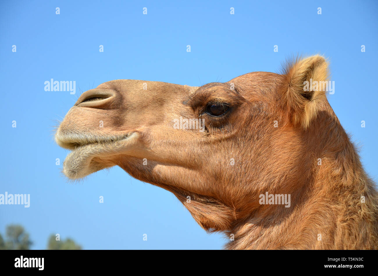 Dromedary camel foot hi-res stock photography and images - Alamy