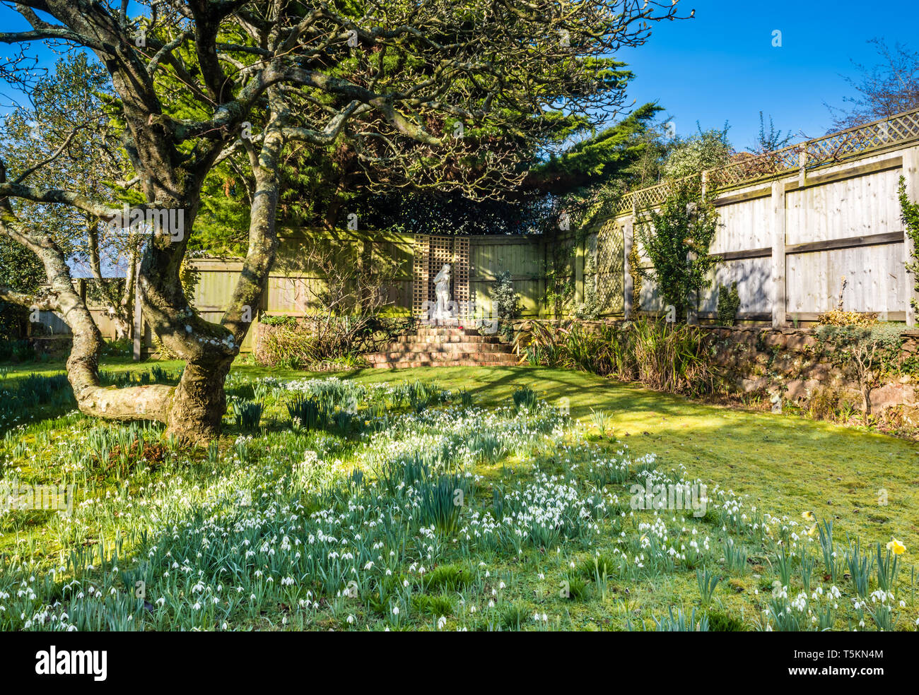 Snowdrops garden shrubs hi-res stock photography and images - Alamy