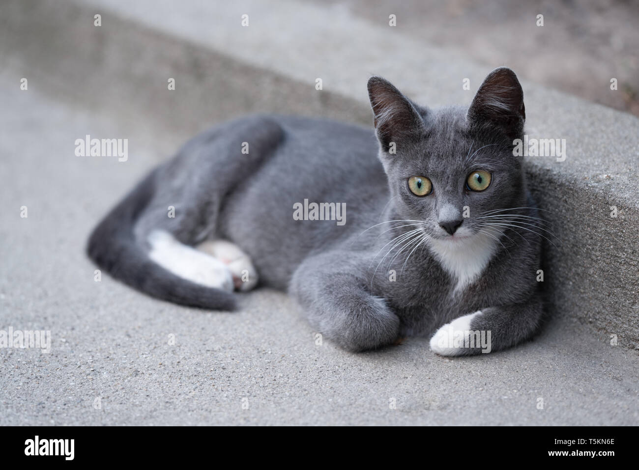 Hugh gray hi-res stock photography and images - Alamy