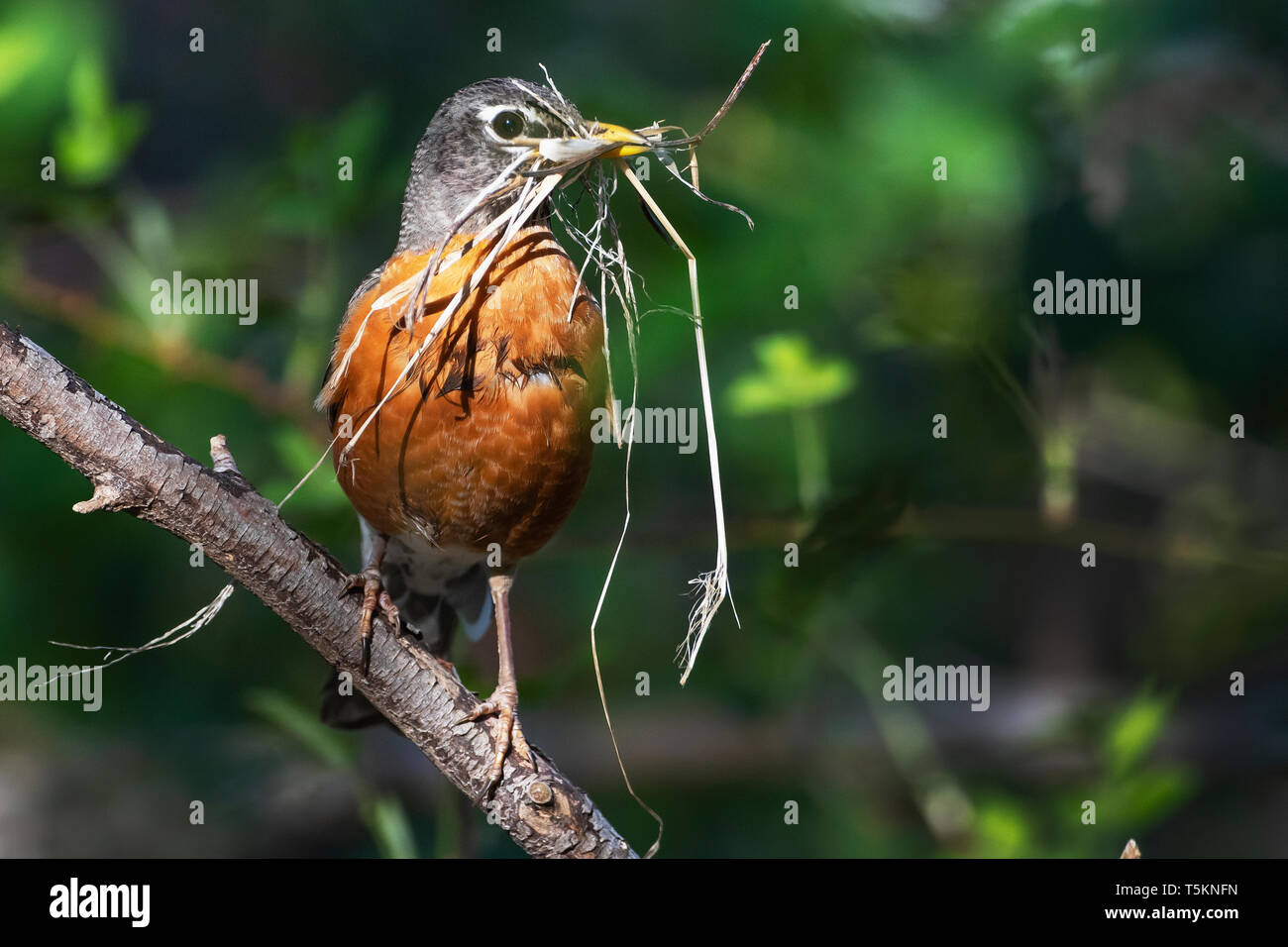 American robin with nesting material in spring Stock Photo - Alamy