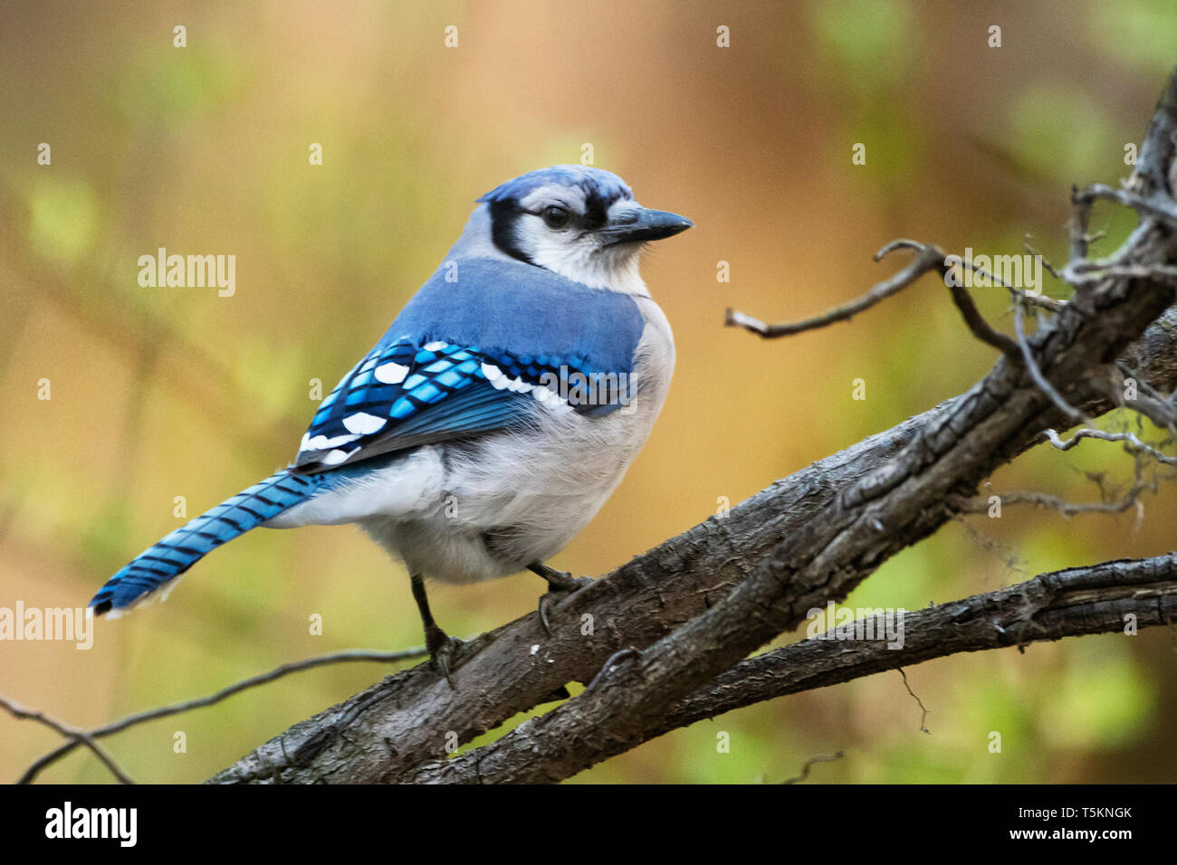 Bluejay in habitat hi-res stock photography and images - Alamy