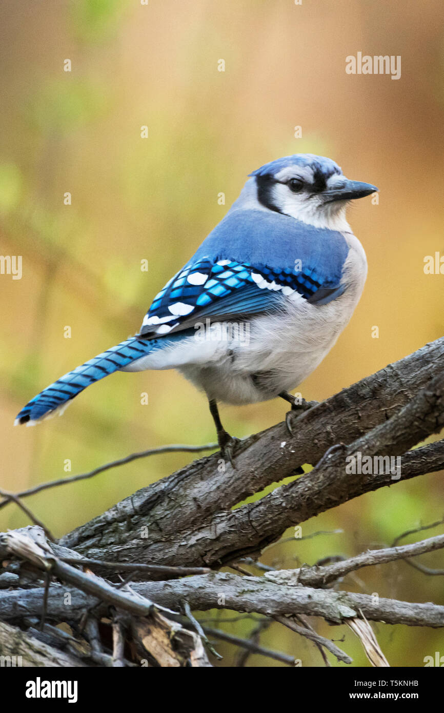 Bluejay in habitat hi-res stock photography and images - Alamy