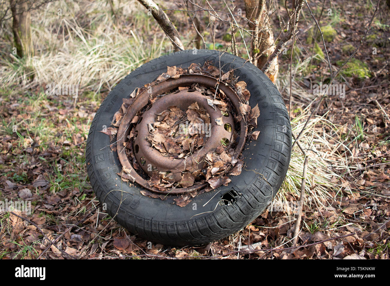 Rustic tire in autumn woods Stock Photo - Alamy