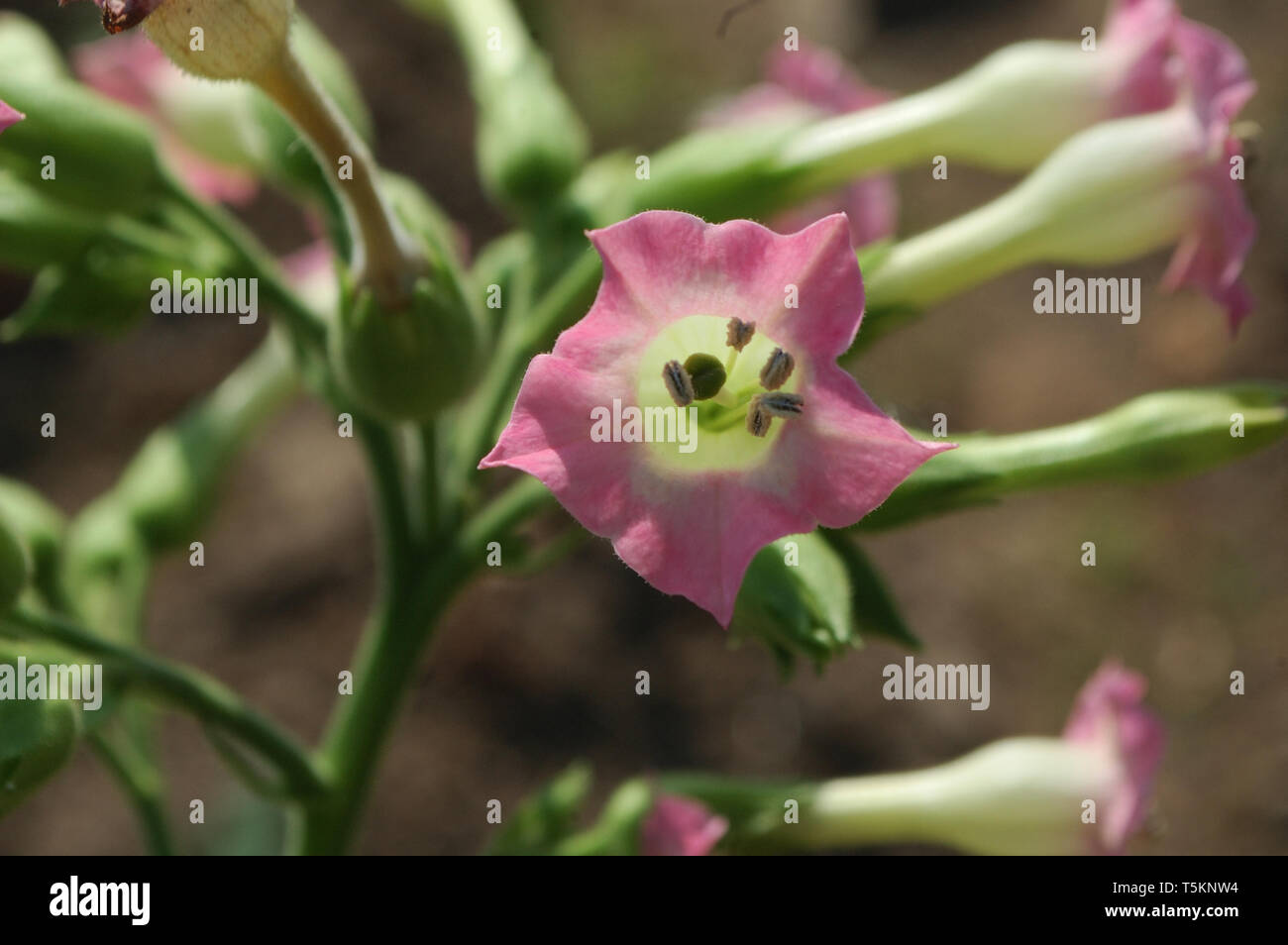 Tobacco blossom hi-res stock photography and images - Alamy