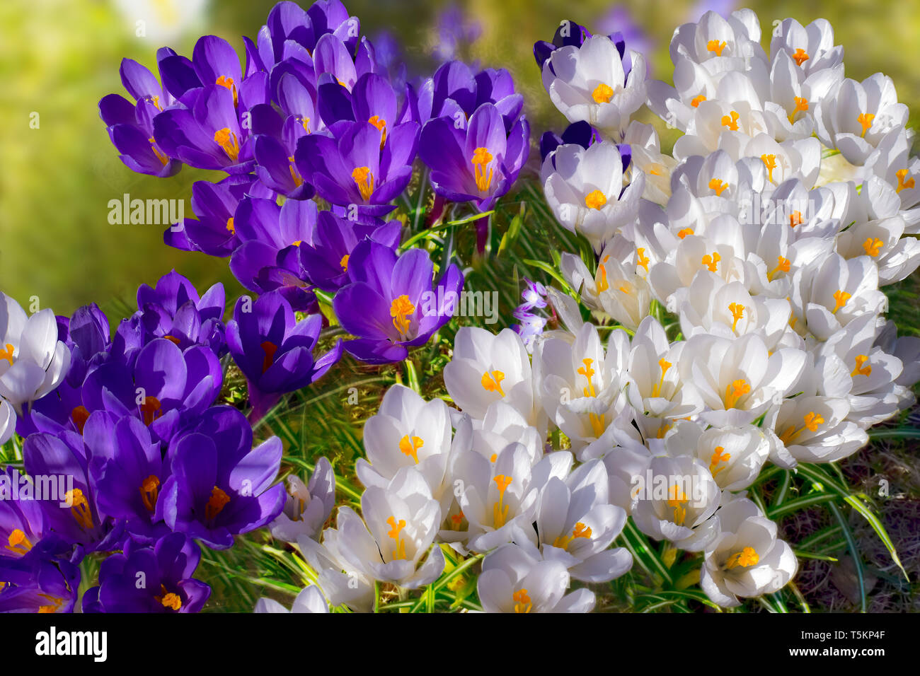 Crocus spring flowers hi-res stock photography and images - Alamy