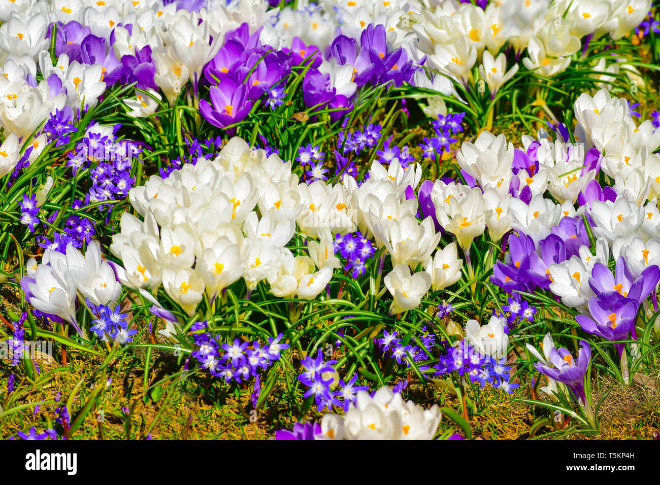 Crocus spring flowers hi-res stock photography and images - Alamy