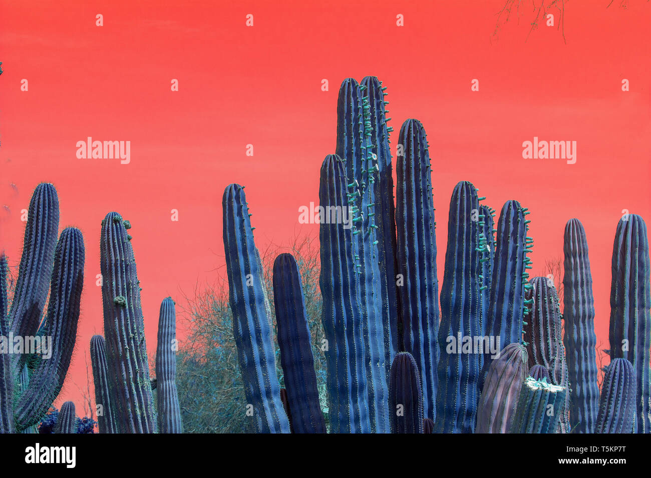 Arid cactus hi-res stock photography and images - Alamy
