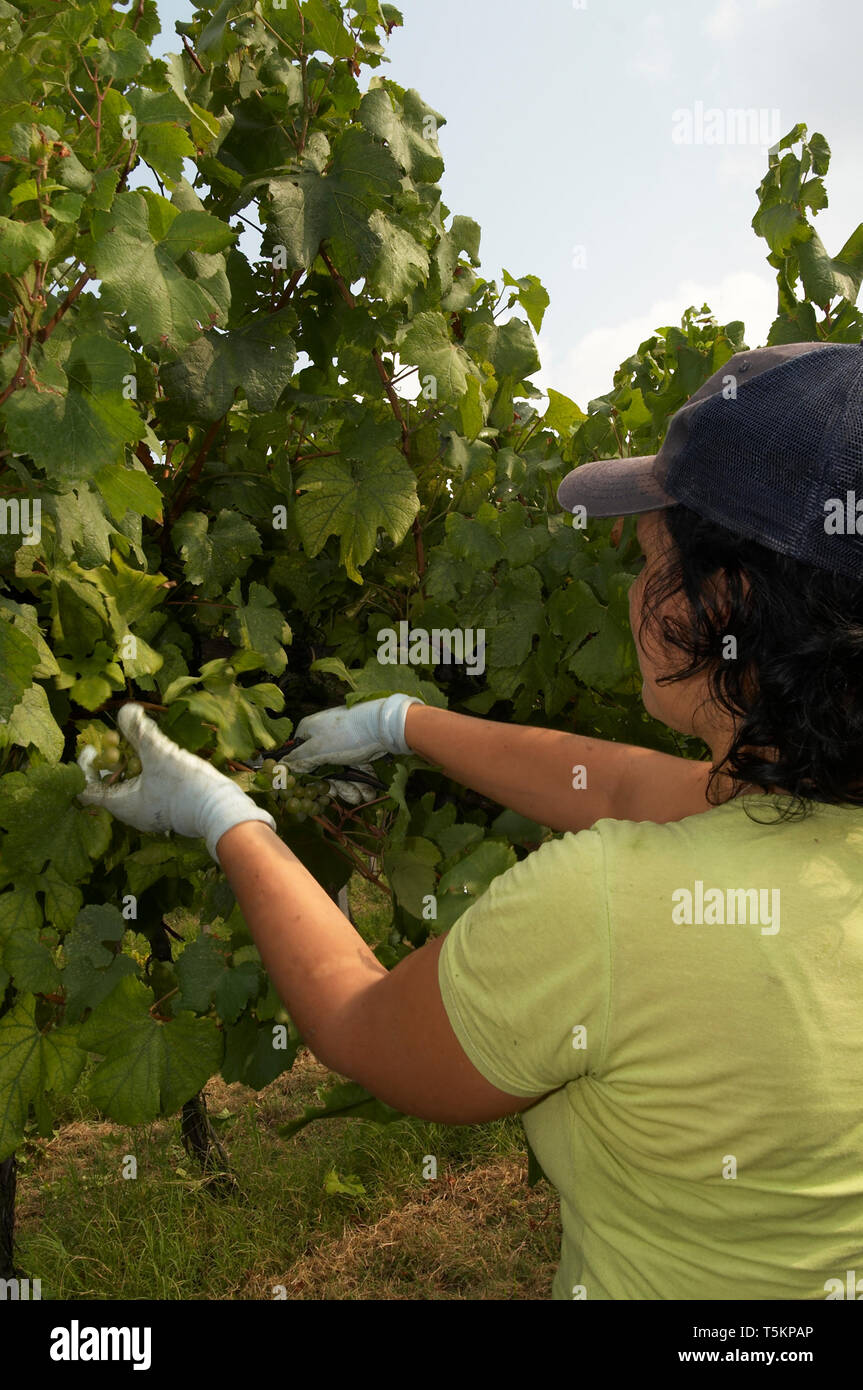 Photo Needs. Archival shots of people working on vineyards in Italy ...