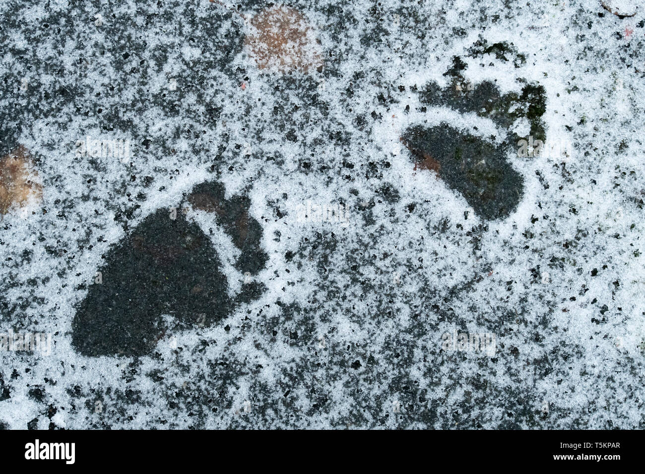 Grizzly bear tracks hi-res stock photography and images - Alamy