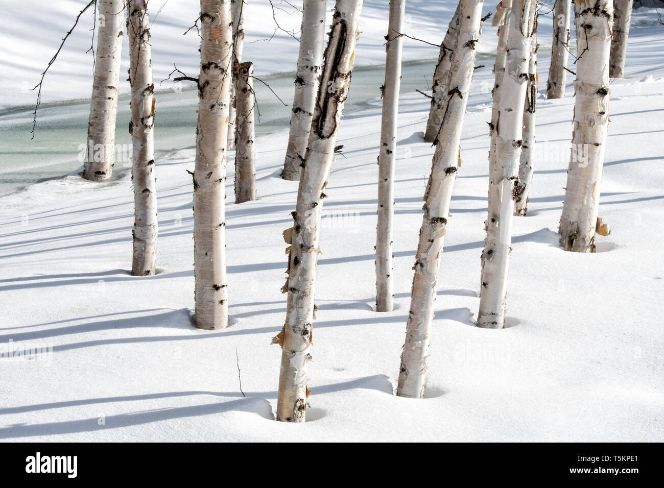 Birch trees snow hi-res stock photography and images - Alamy