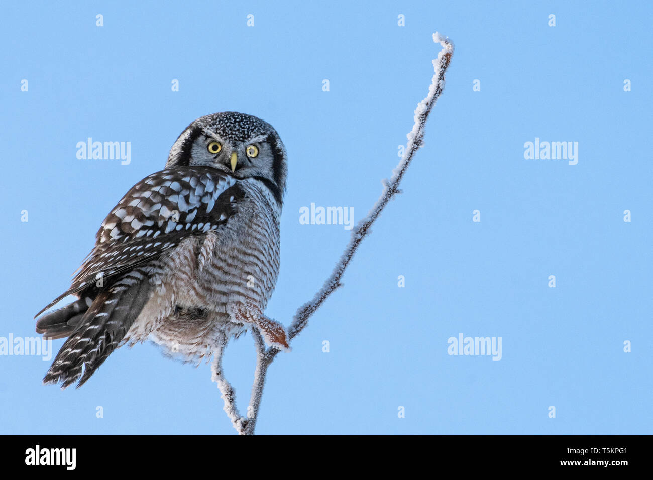 Northern birds hi-res stock photography and images - Alamy