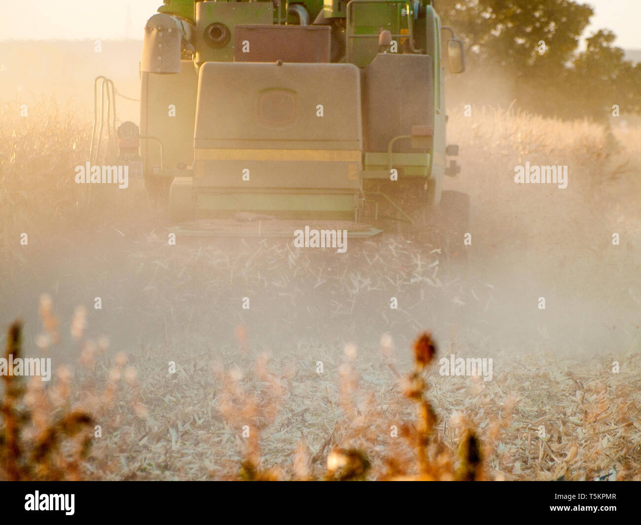 Cutting corn field hi-res stock photography and images - Alamy