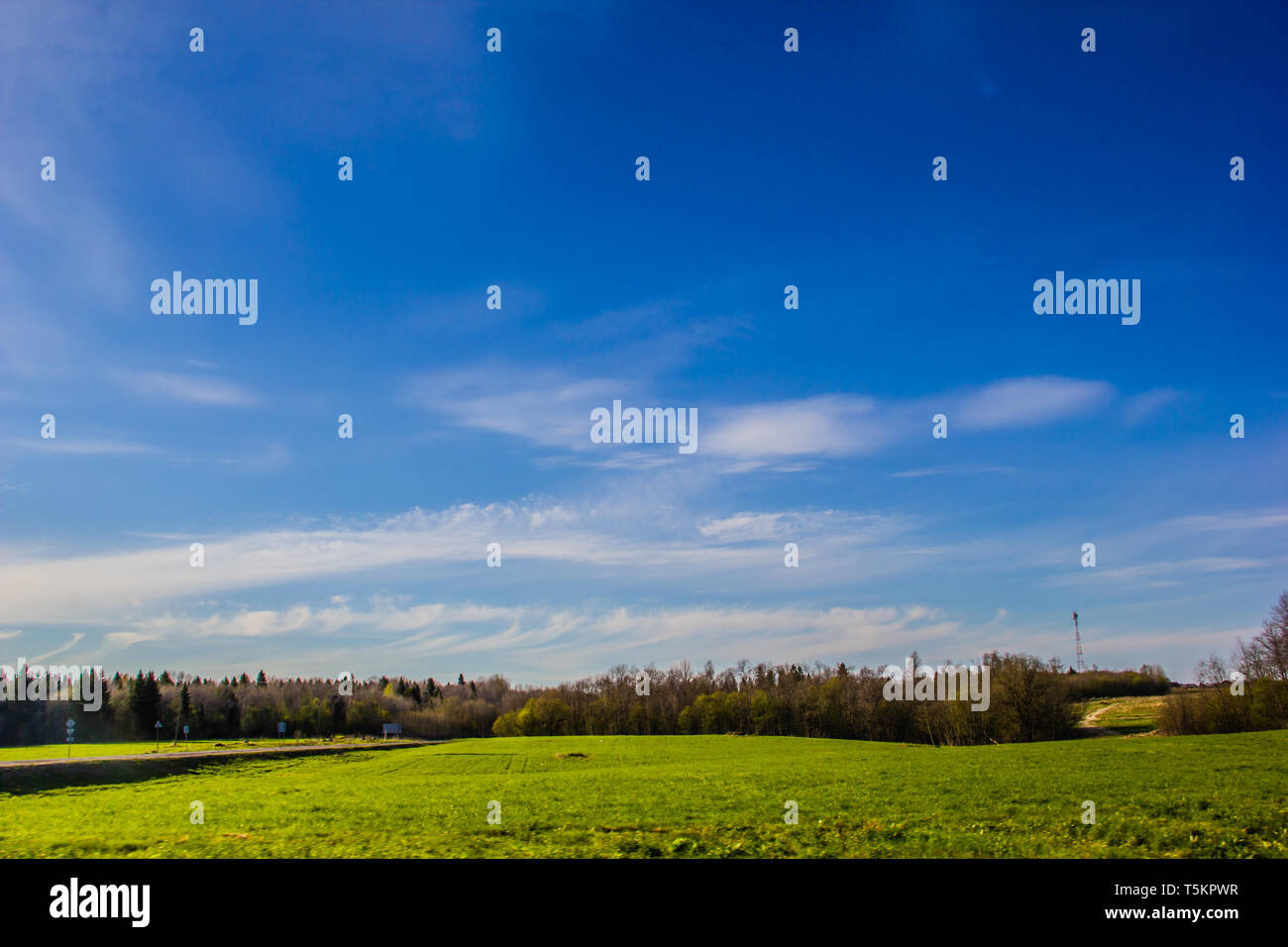 Spring landscape in the field. Green grass and tree leaves Stock Photo ...