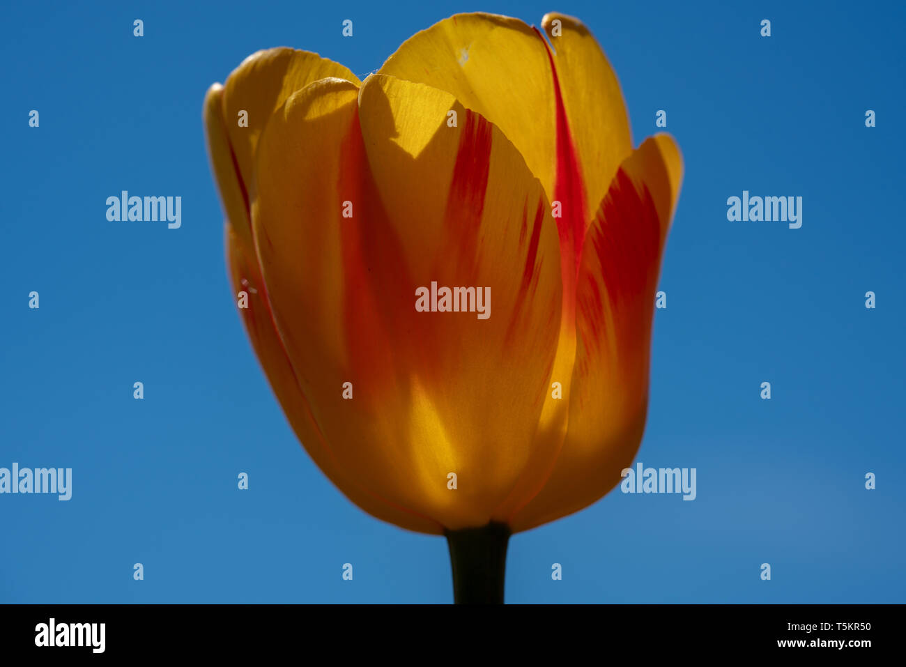 an orange tulip stands in front of a tulip field Stock Photo - Alamy