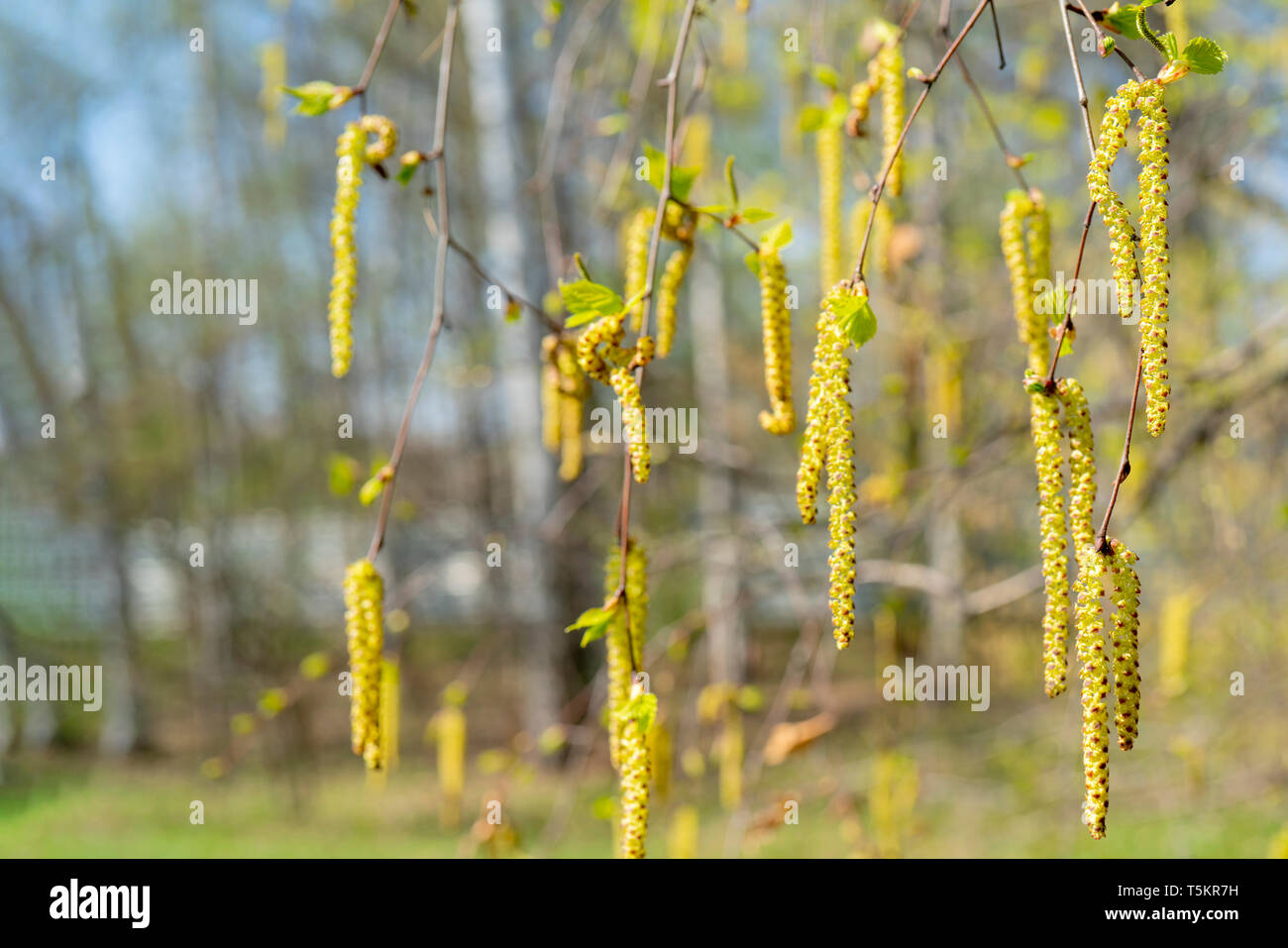 Spring flowering of birch Stock Photo - Alamy