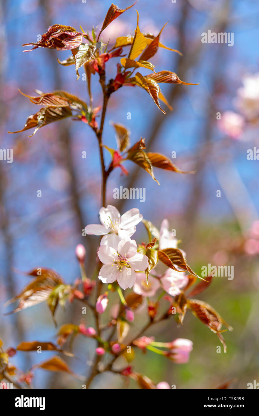 Flowering cherry sargent Stock Photo - Alamy