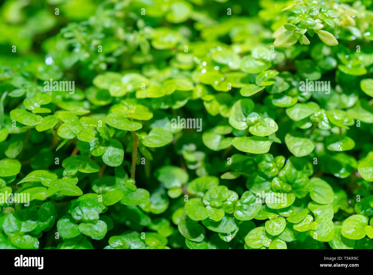 texture of green plants Stock Photo - Alamy