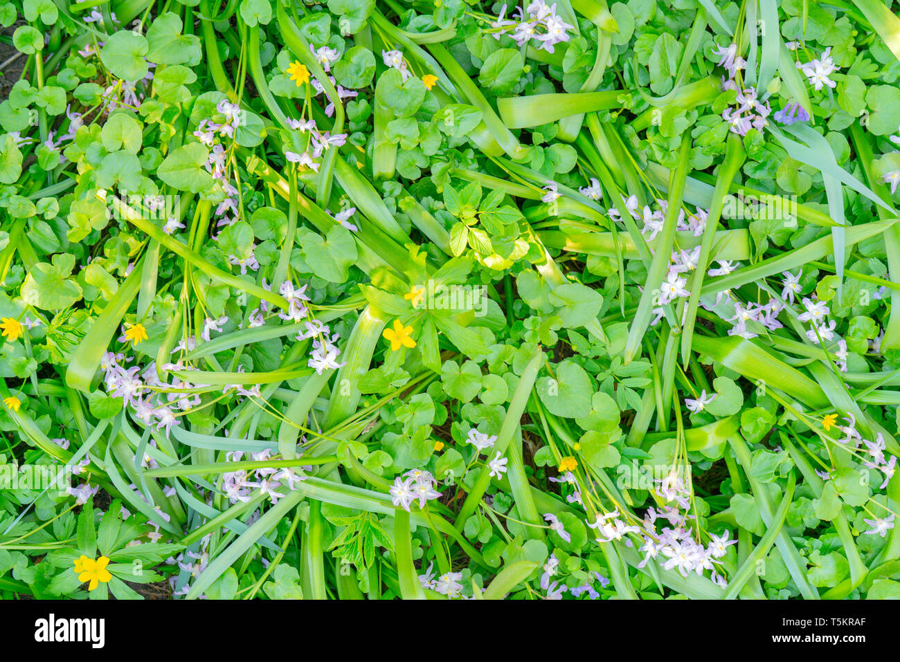 texture of green plants Stock Photo - Alamy