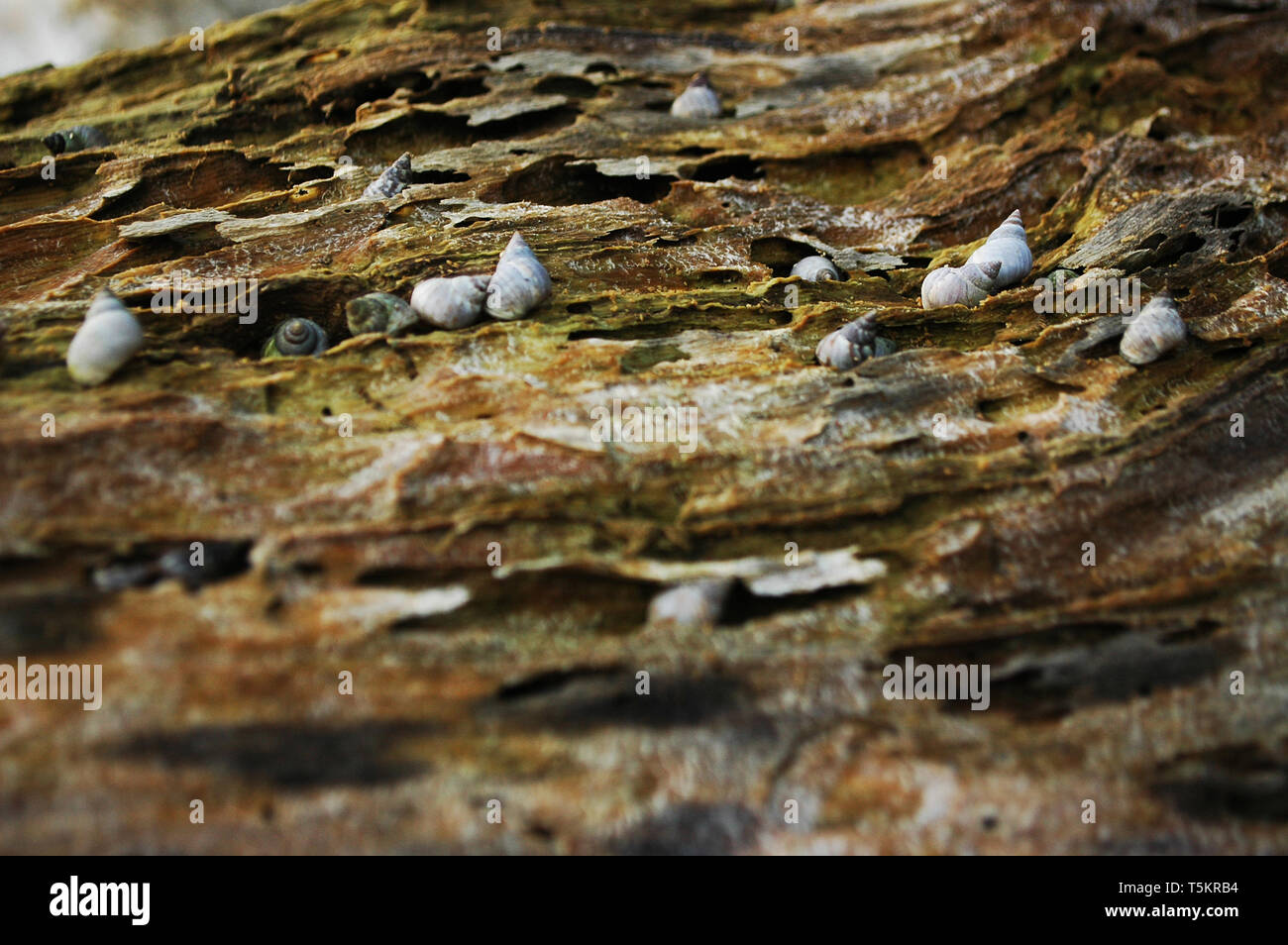 Tree snails hi-res stock photography and images - Alamy