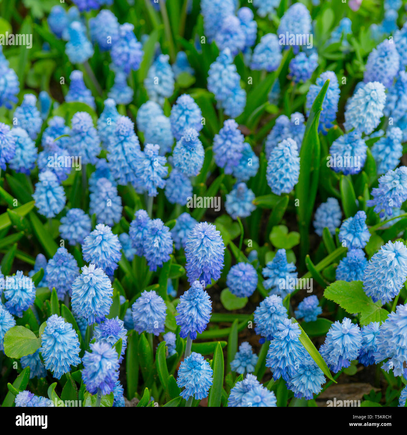 Beautiful little blue flowers Stock Photo - Alamy