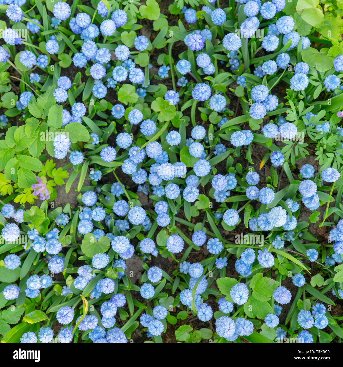 Beautiful little blue flowers Stock Photo - Alamy