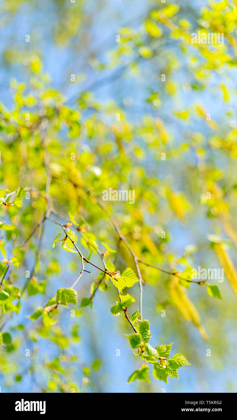 Spring flowering of birch Stock Photo - Alamy