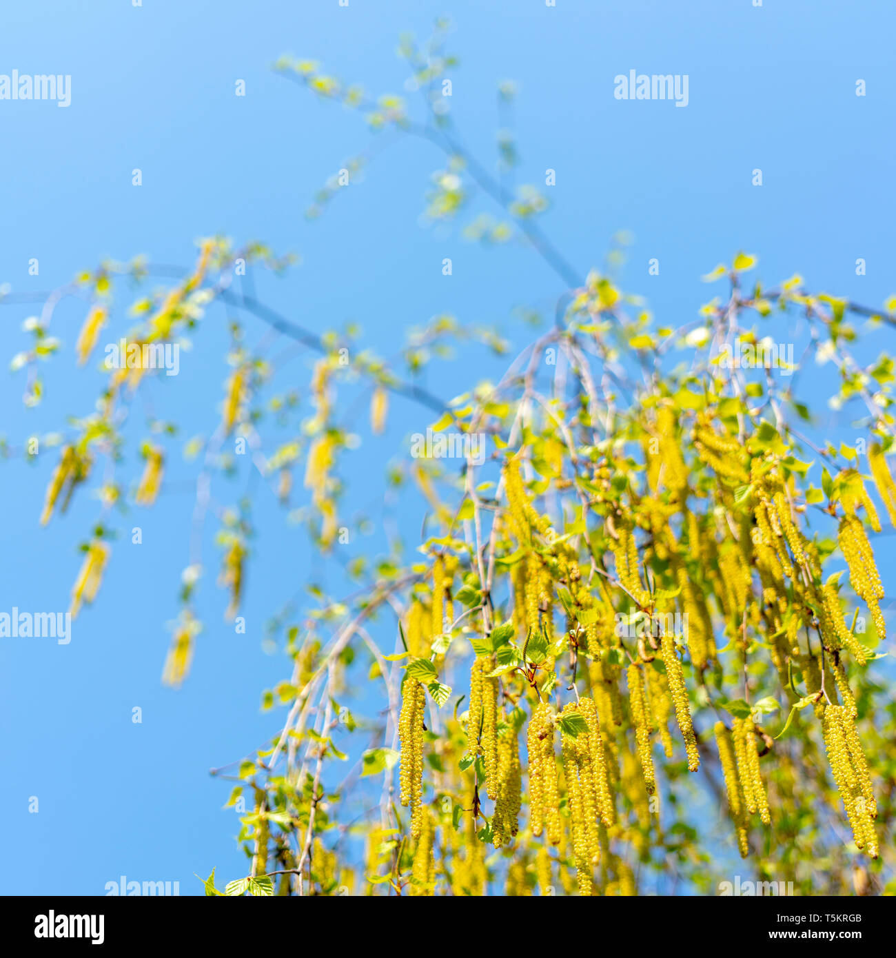 Spring flowering of birch Stock Photo - Alamy