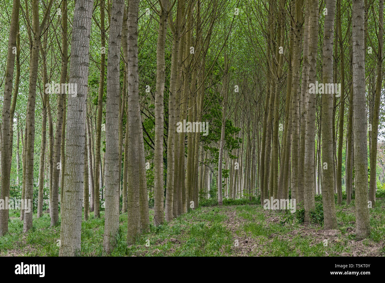 Swamp poplar hi-res stock photography and images - Alamy