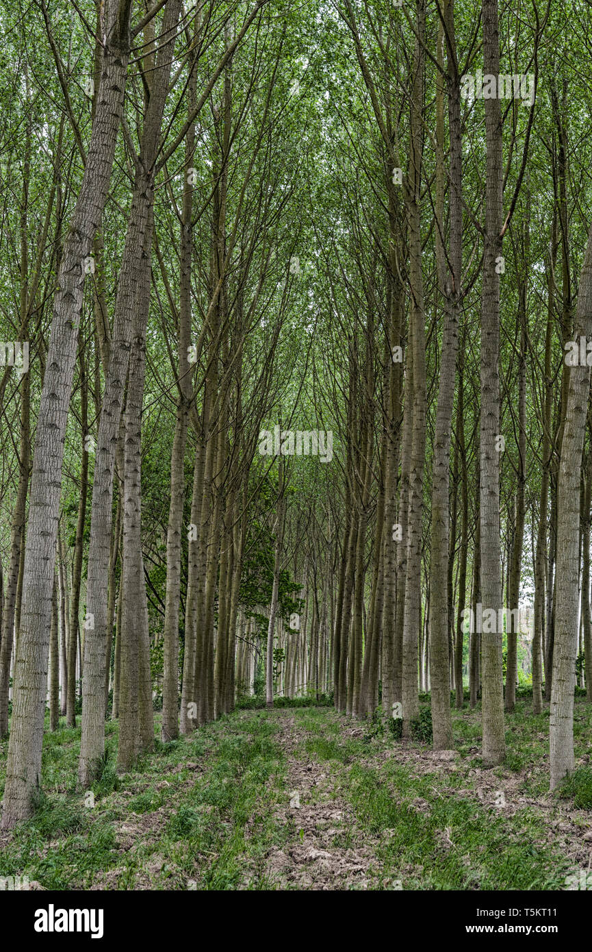 Swamp poplar hi-res stock photography and images - Alamy