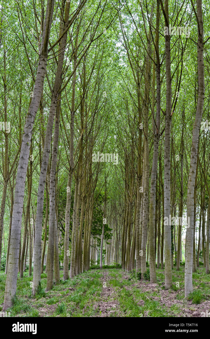 Poplars trees hi-res stock photography and images - Alamy
