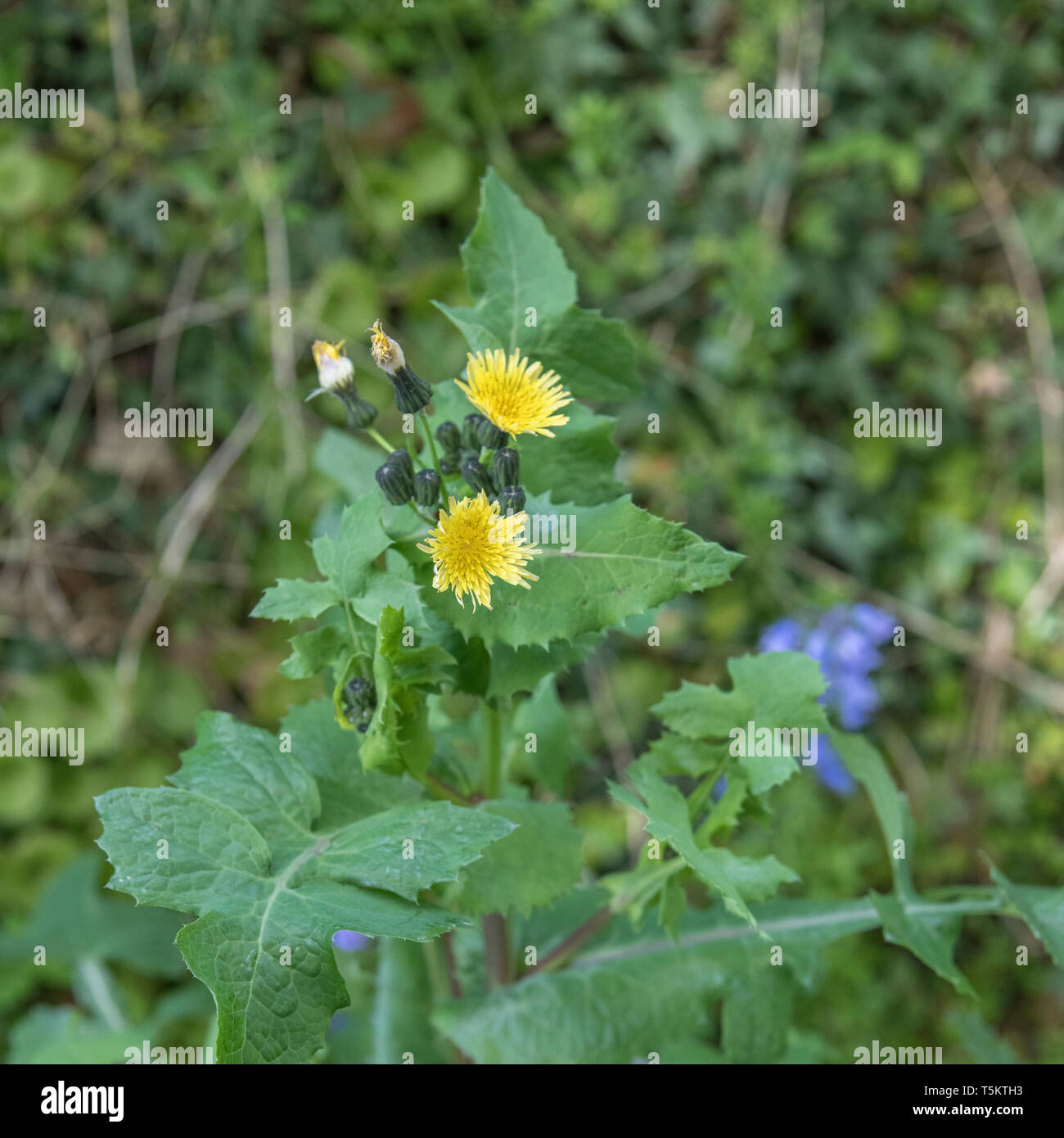 Dane weed hi-res stock photography and images - Alamy
