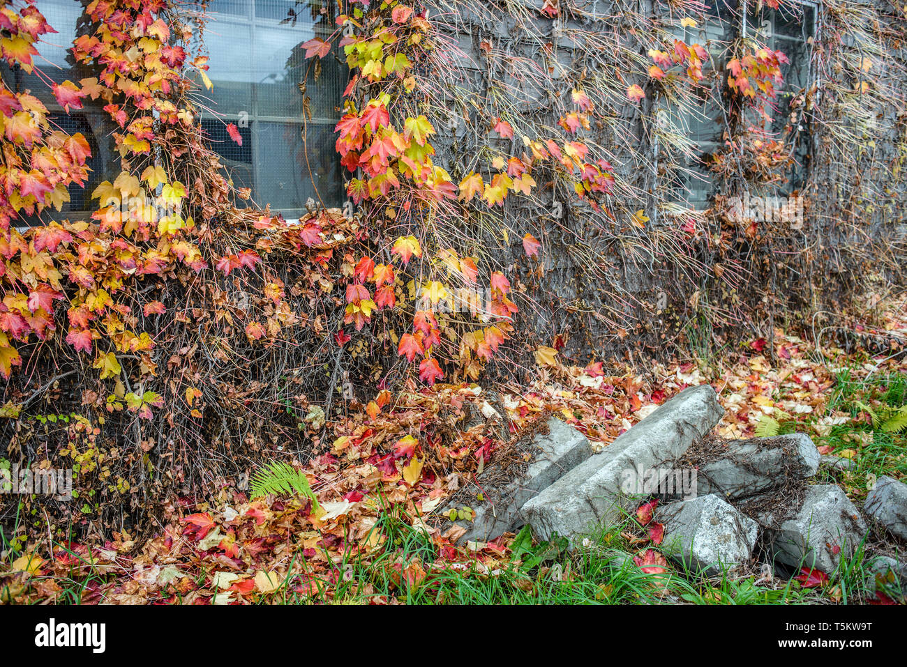 A building covered with ivy in Kitami, Hokkaido, Japan Stock Photo - Alamy