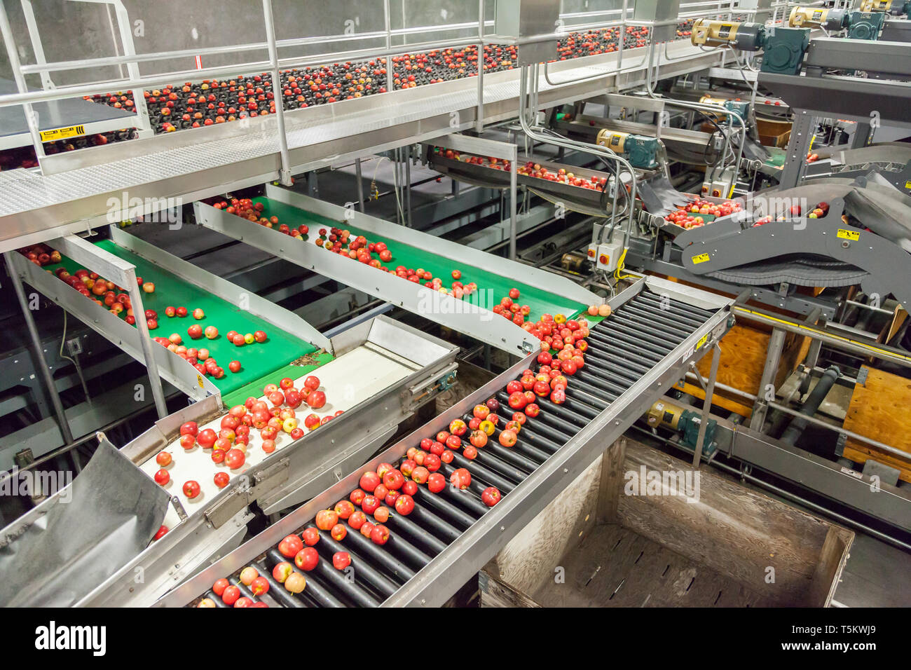 Clean and fresh gala apples on a conveyor belt in a fruit packaging ...