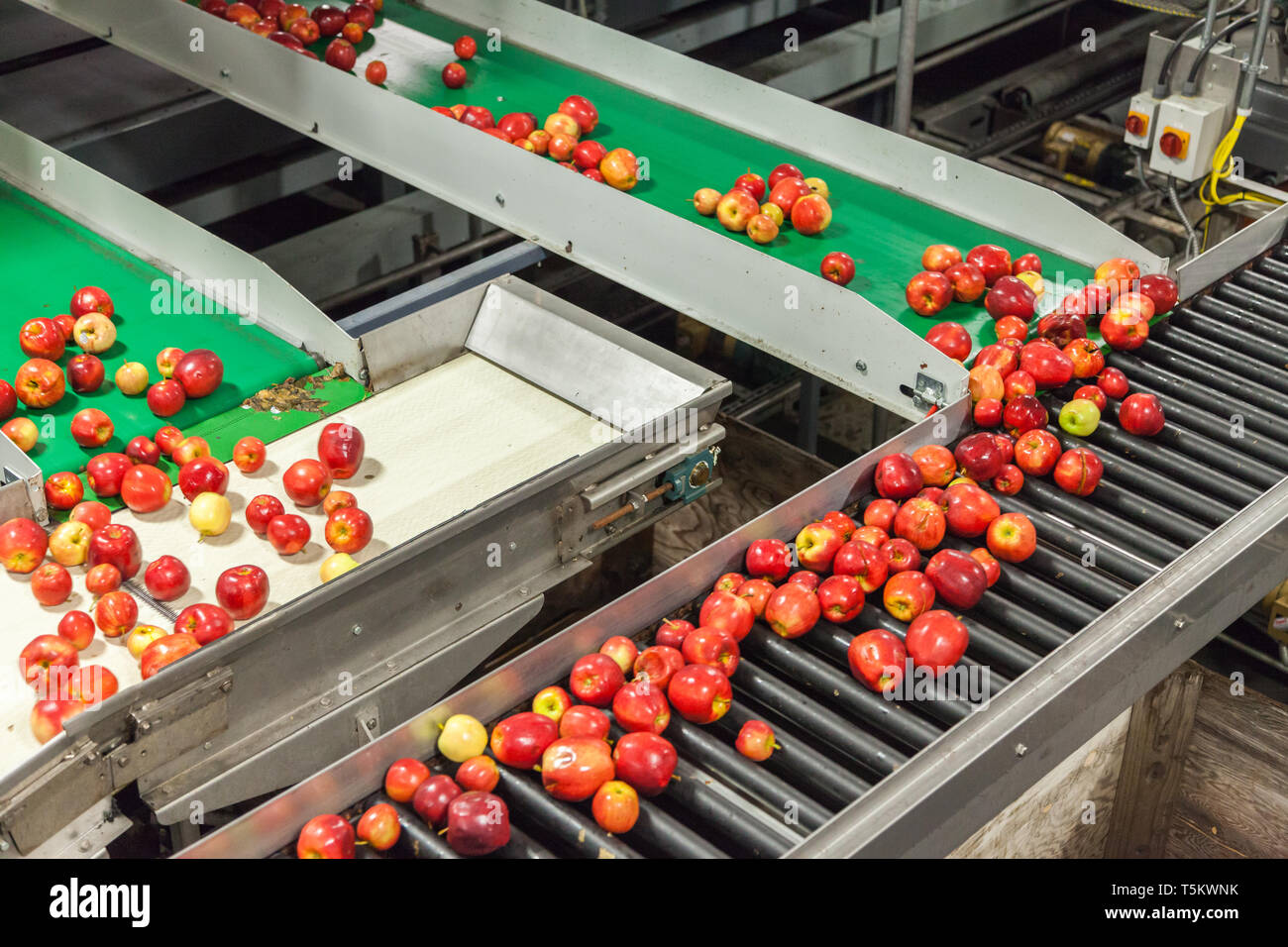 Clean and fresh gala apples on a conveyor belt in a fruit packaging ...