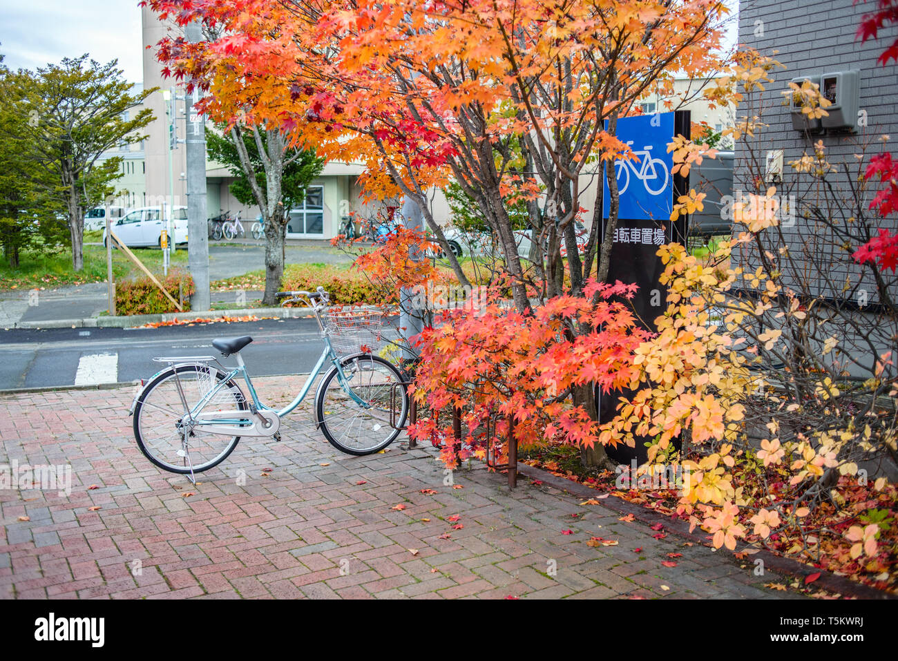 Color changing trees in japan hi-res stock photography and images - Alamy