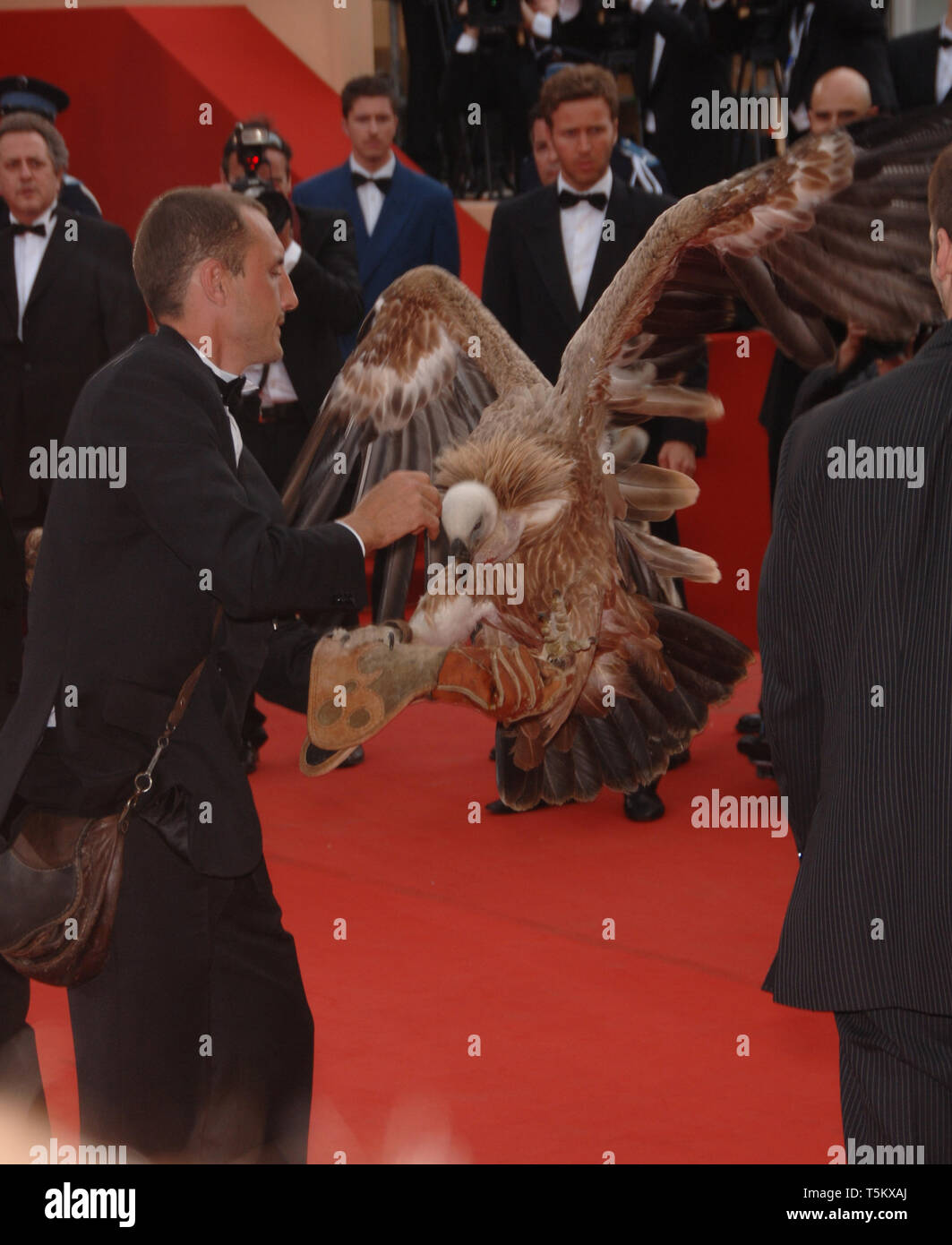 CANNES, FRANCE. May 21, 2006: Vulture & handler at the gala screening ...